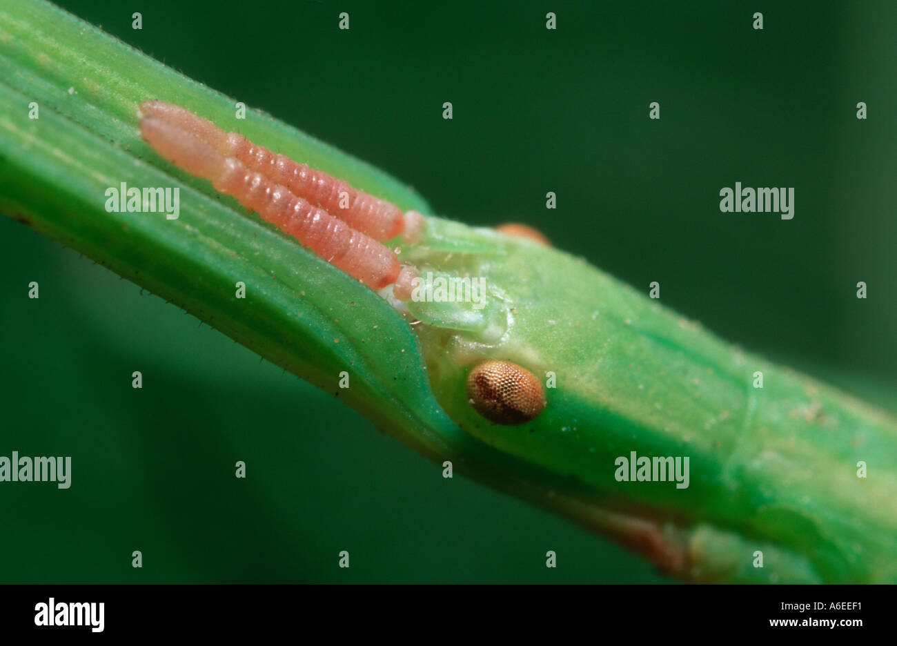 Clonopsis gallica stick insect Phasmida Phyllidae Stock Photo - Alamy