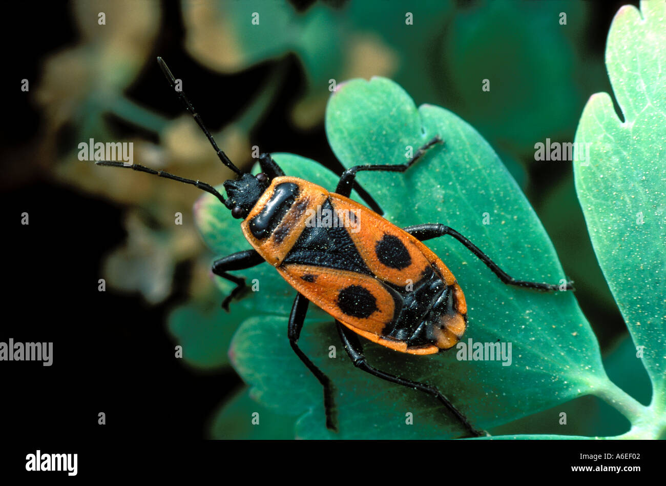 Pyrrhocoris apterus walking bug Stock Photo - Alamy