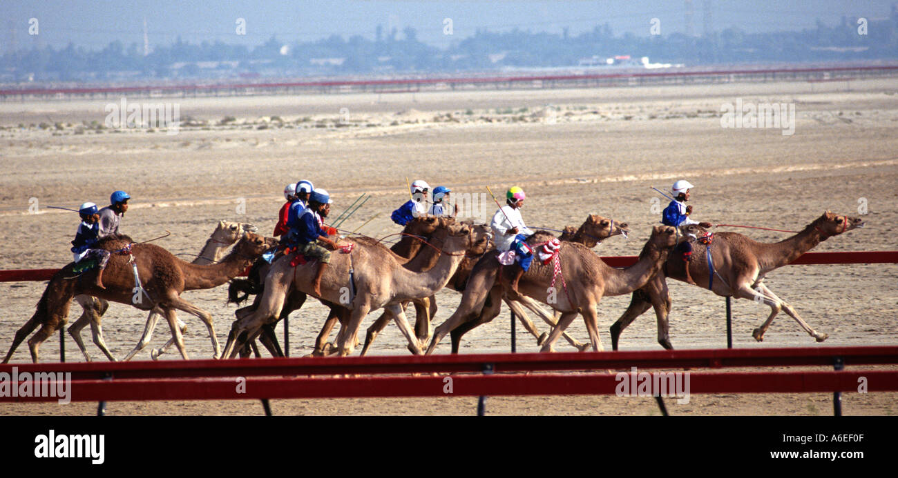 Camel racing Dubai United Arab Emirates Stock Photo - Alamy