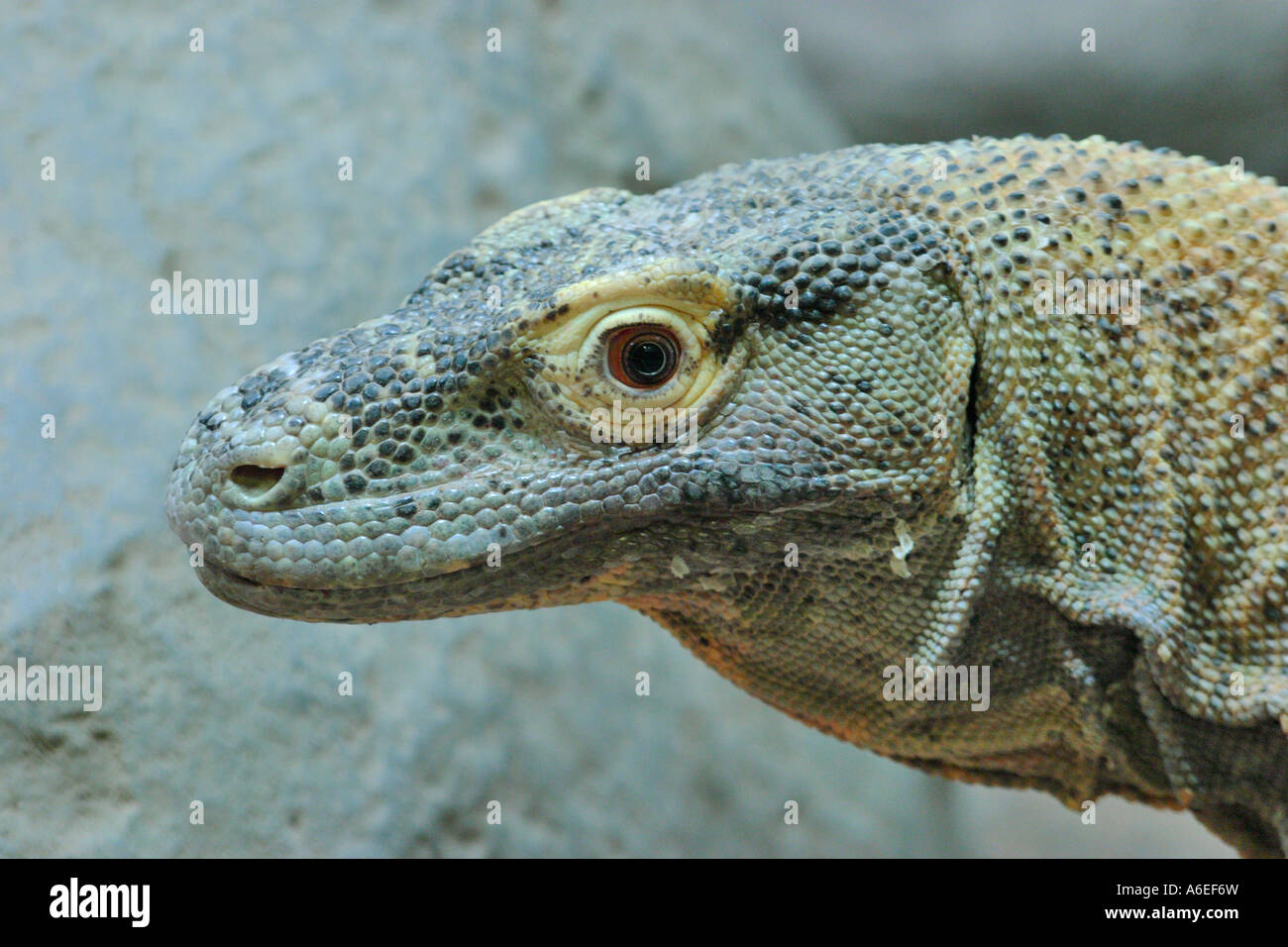 Closeup portrait of head of Komodo dragon Note Captive subject Stock ...