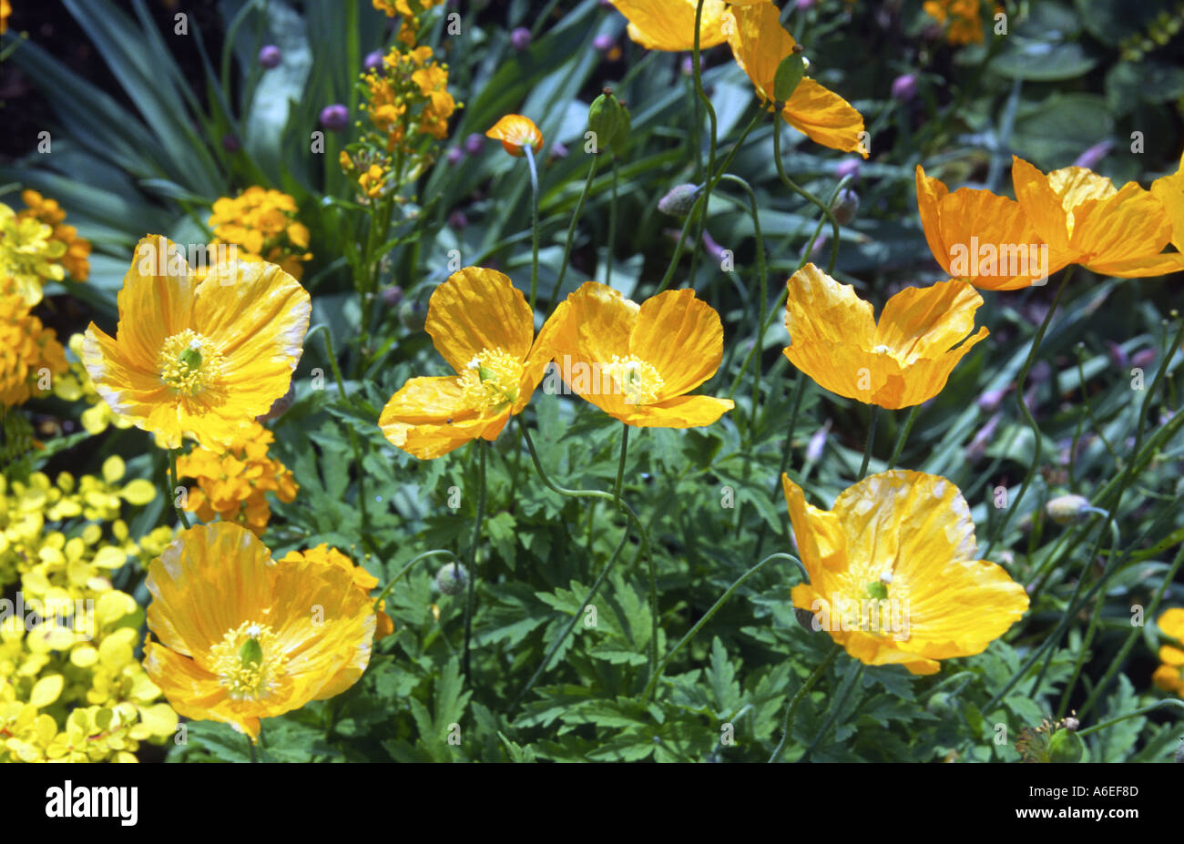 Welsh Poppy Meconopsis cambrica Stock Photo - Alamy