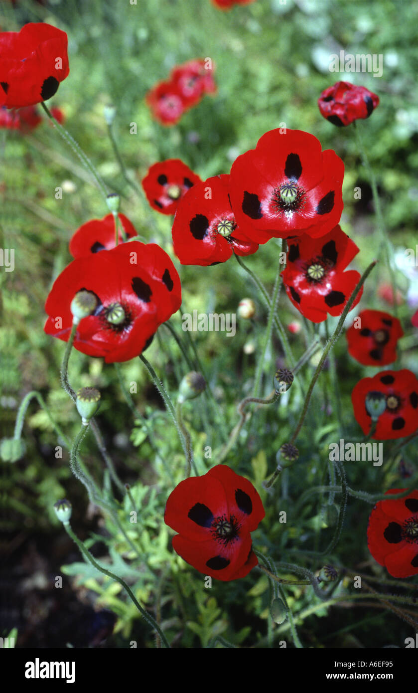 Ladybird poppy Papaver commutatum Stock Photo - Alamy