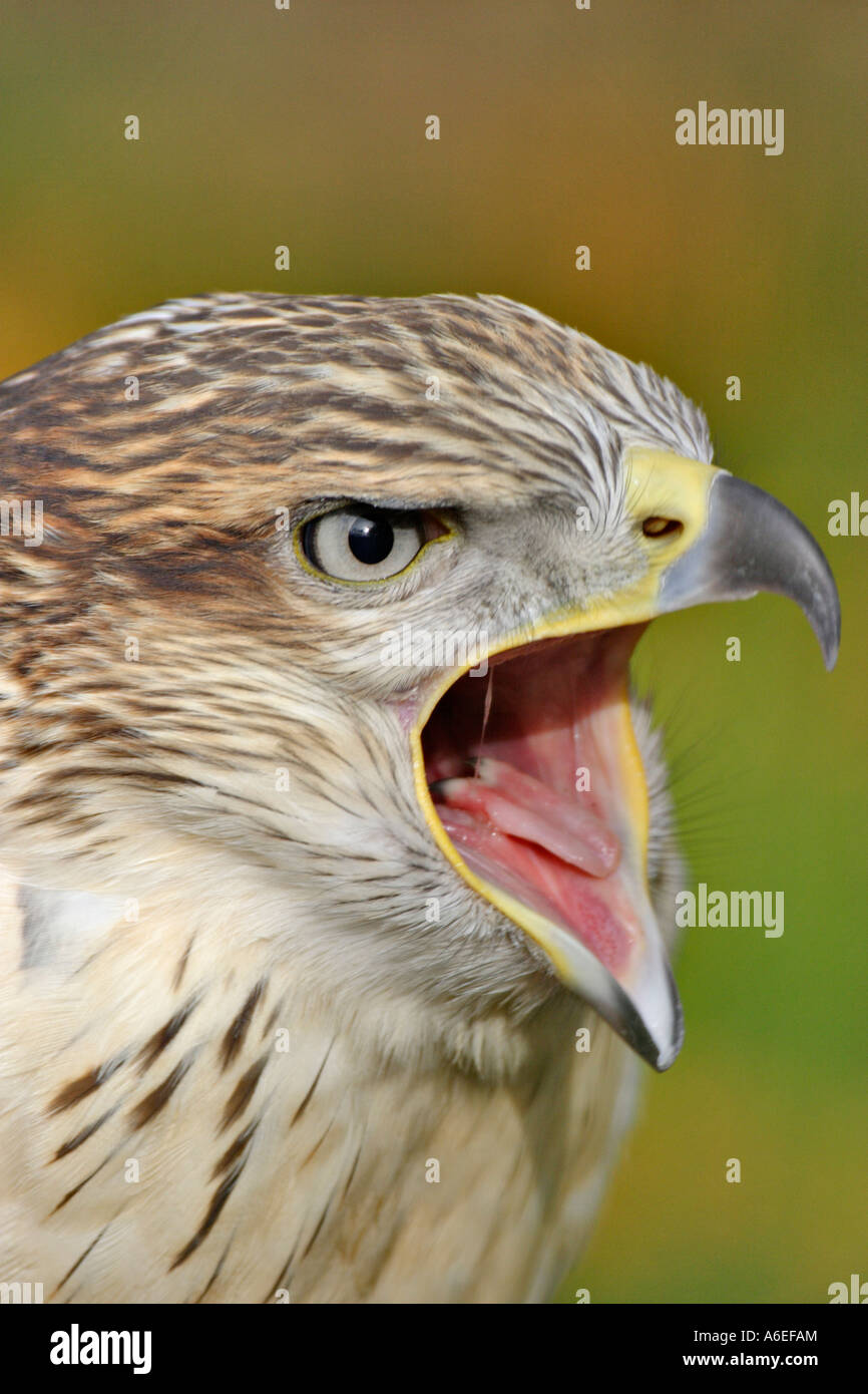 Young ferruginous hawk calling Note Captive subject Pacific Northwest ...