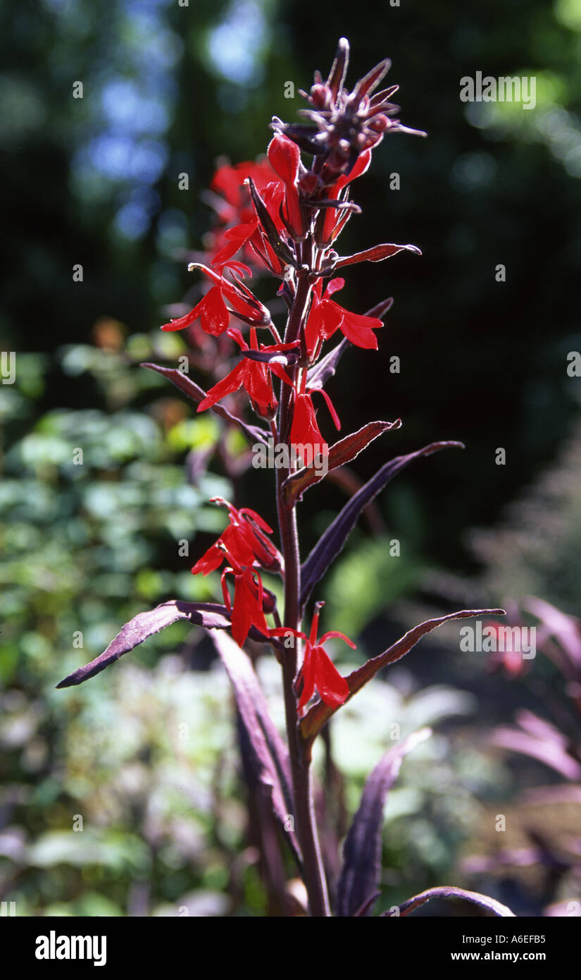 Will scarlet hi-res stock photography and images - Alamy