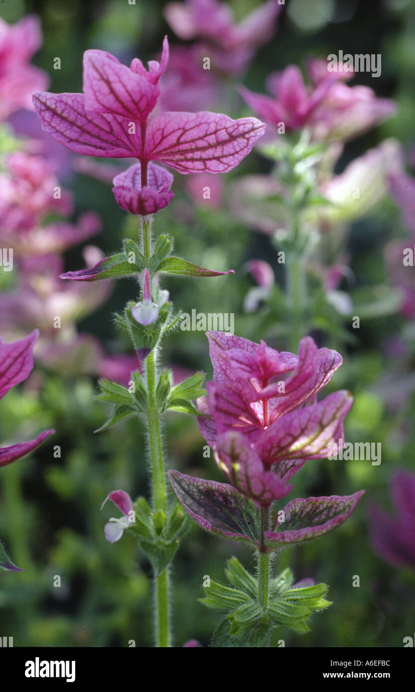 An viridis hi-res stock photography and images - Alamy