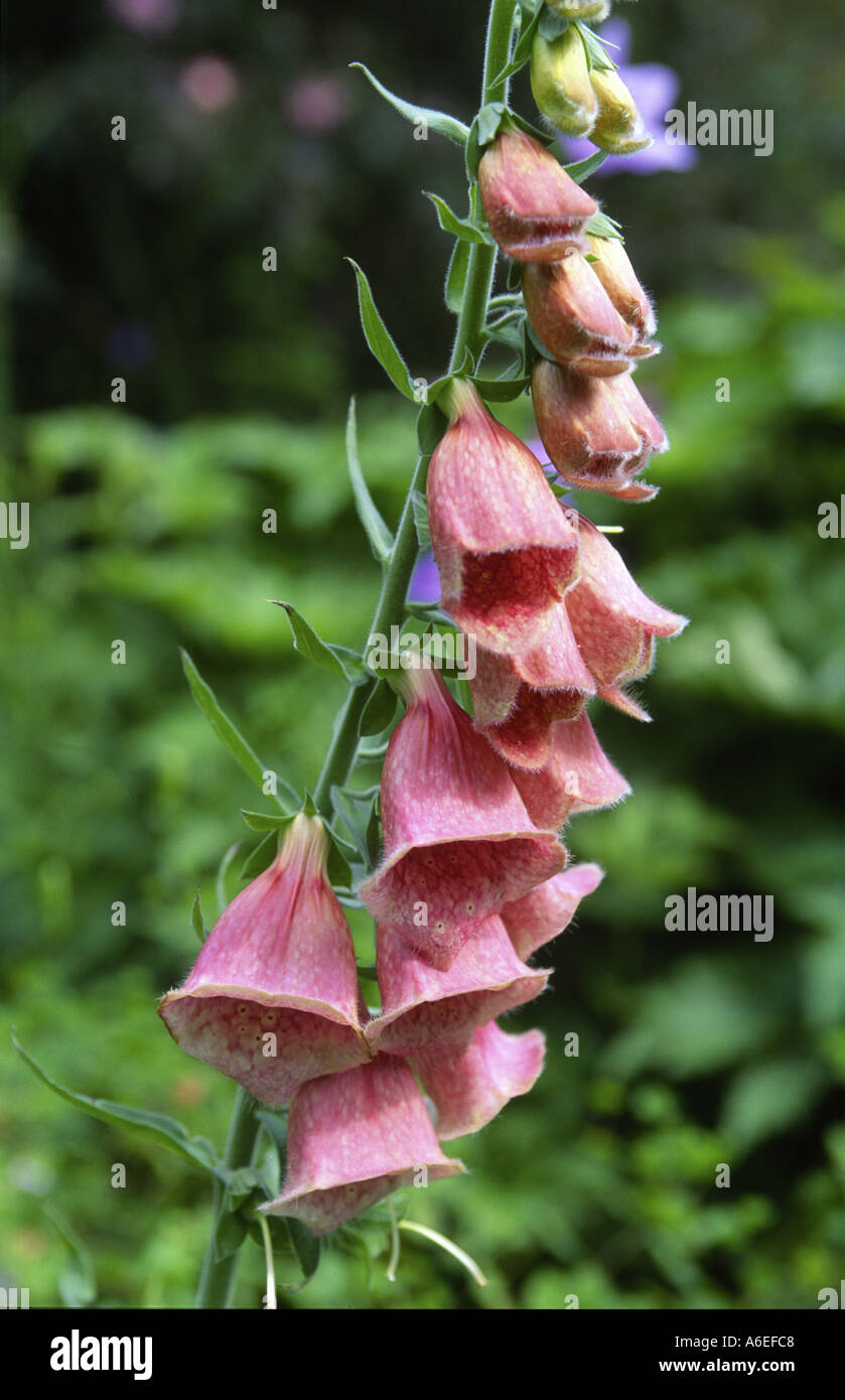 Digitalis spp hi-res stock photography and images - Alamy