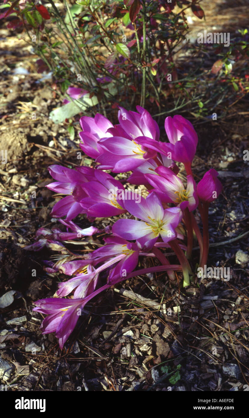 Colchicum cilicicum hi-res stock photography and images - Alamy