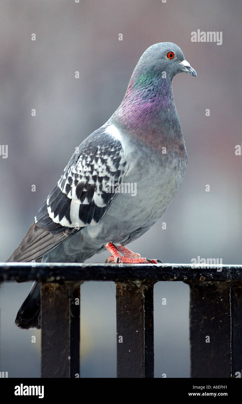 Pigeon sitting on a rail Stock Photo - Alamy
