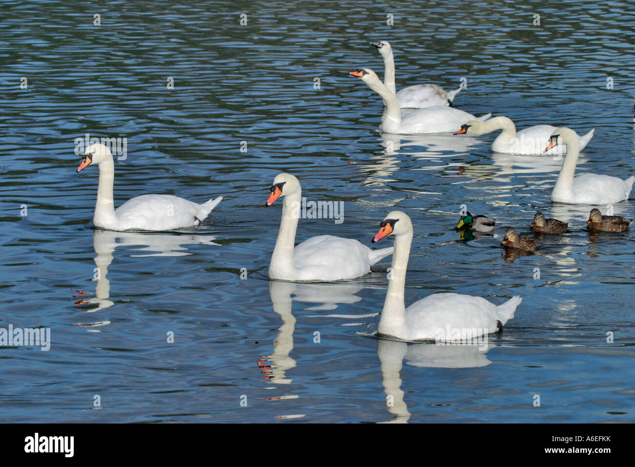 Mute swans feeding in lagoon in early winter Victoria British Columbia ...