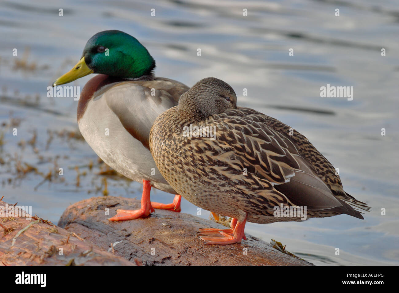 Mallard duck pair on driftwood at edge of lagoon Victoria British ...