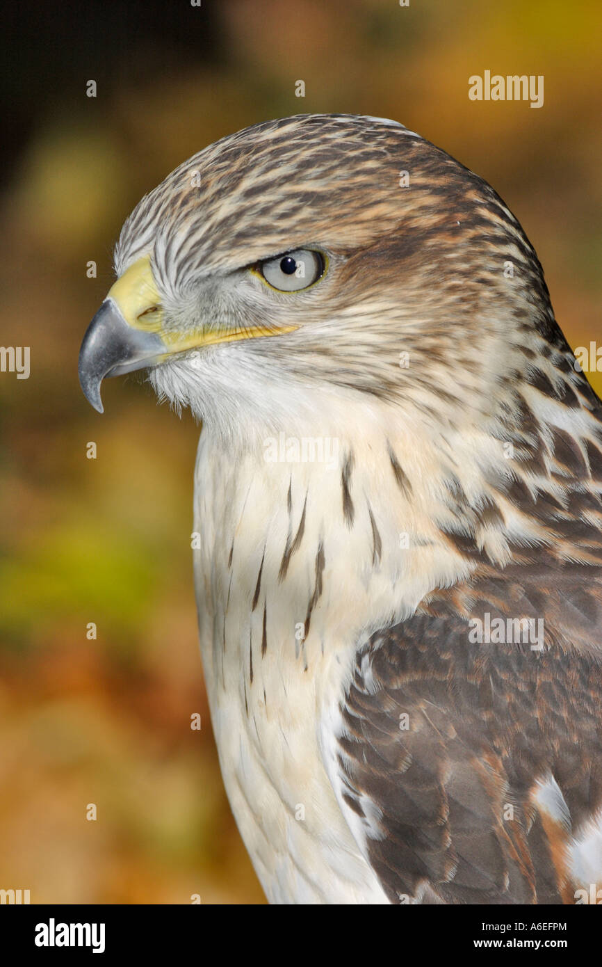 Closeup portrait of Ferruginous hawk Note Captive subject Pacific ...