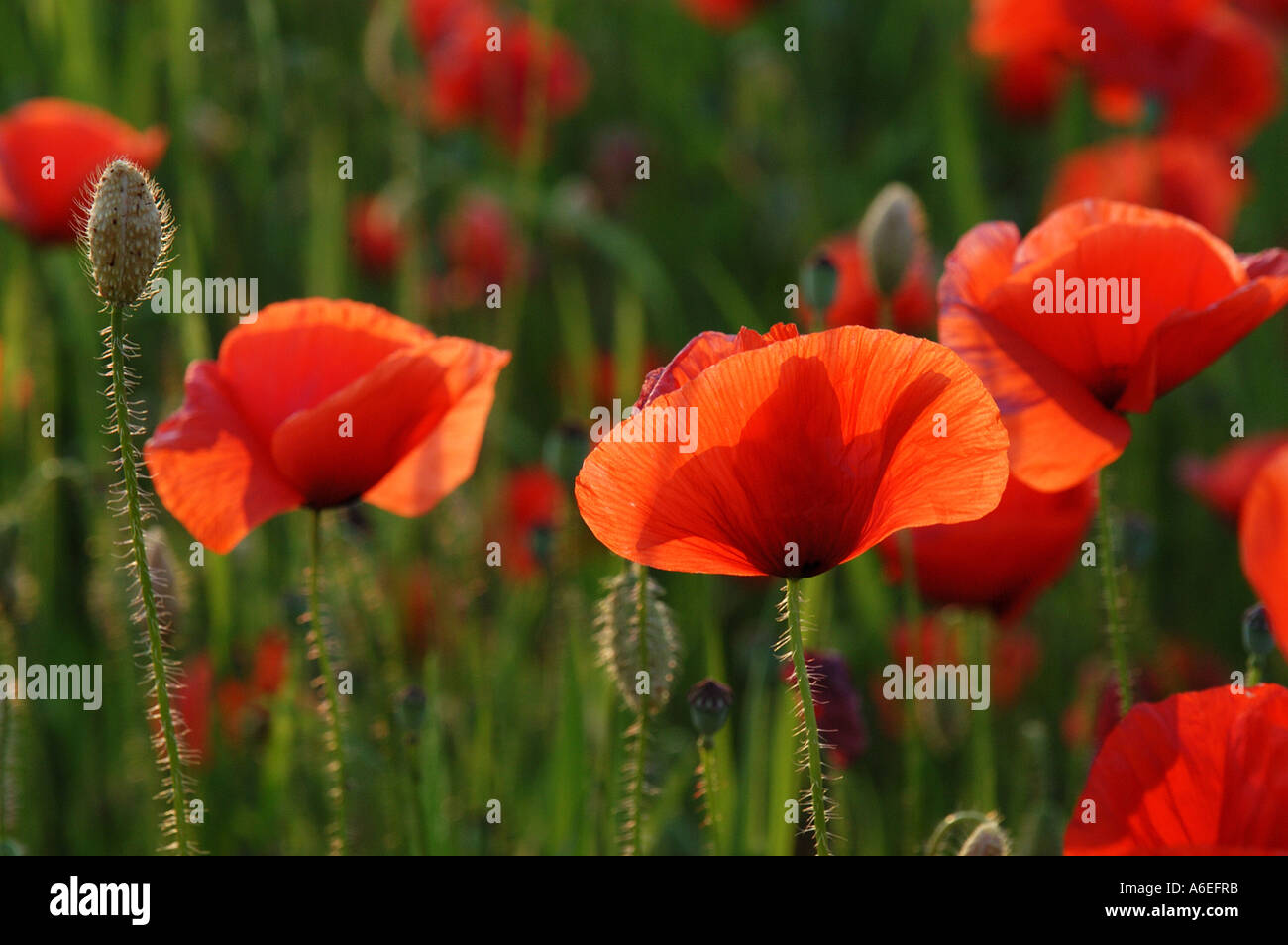 Common poppies (Papaver rhoeas Stock Photo - Alamy