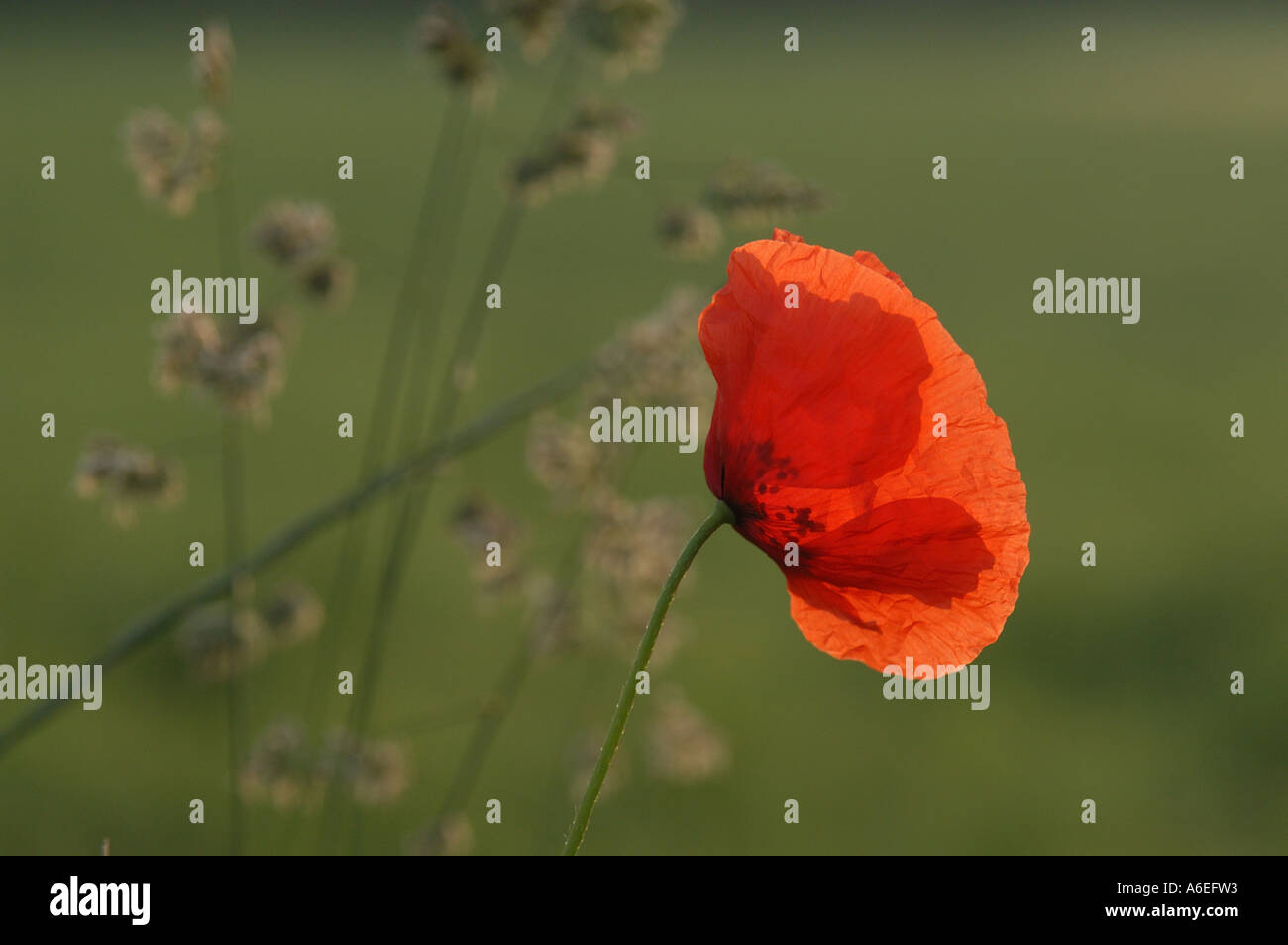 Beautiful single poppy hi-res stock photography and images - Alamy