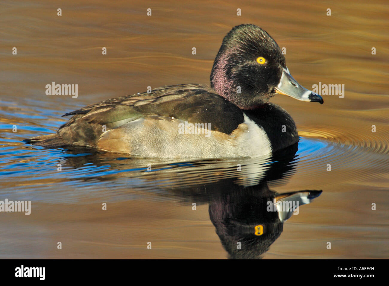 Ring necked duck cruising on lake with reflection Victoria British ...