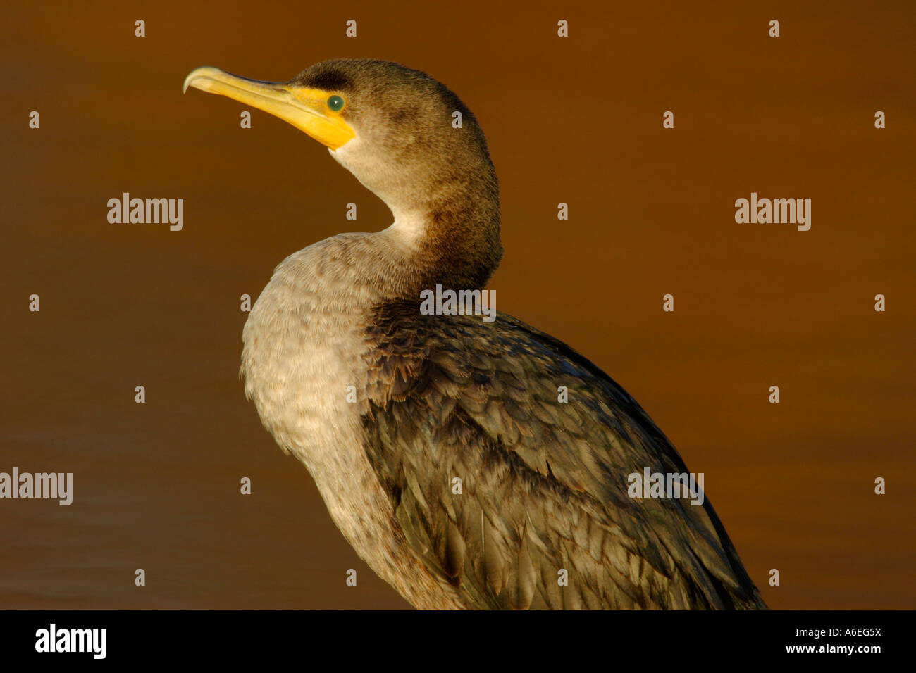 Young double crested cormorants hi-res stock photography and images - Alamy