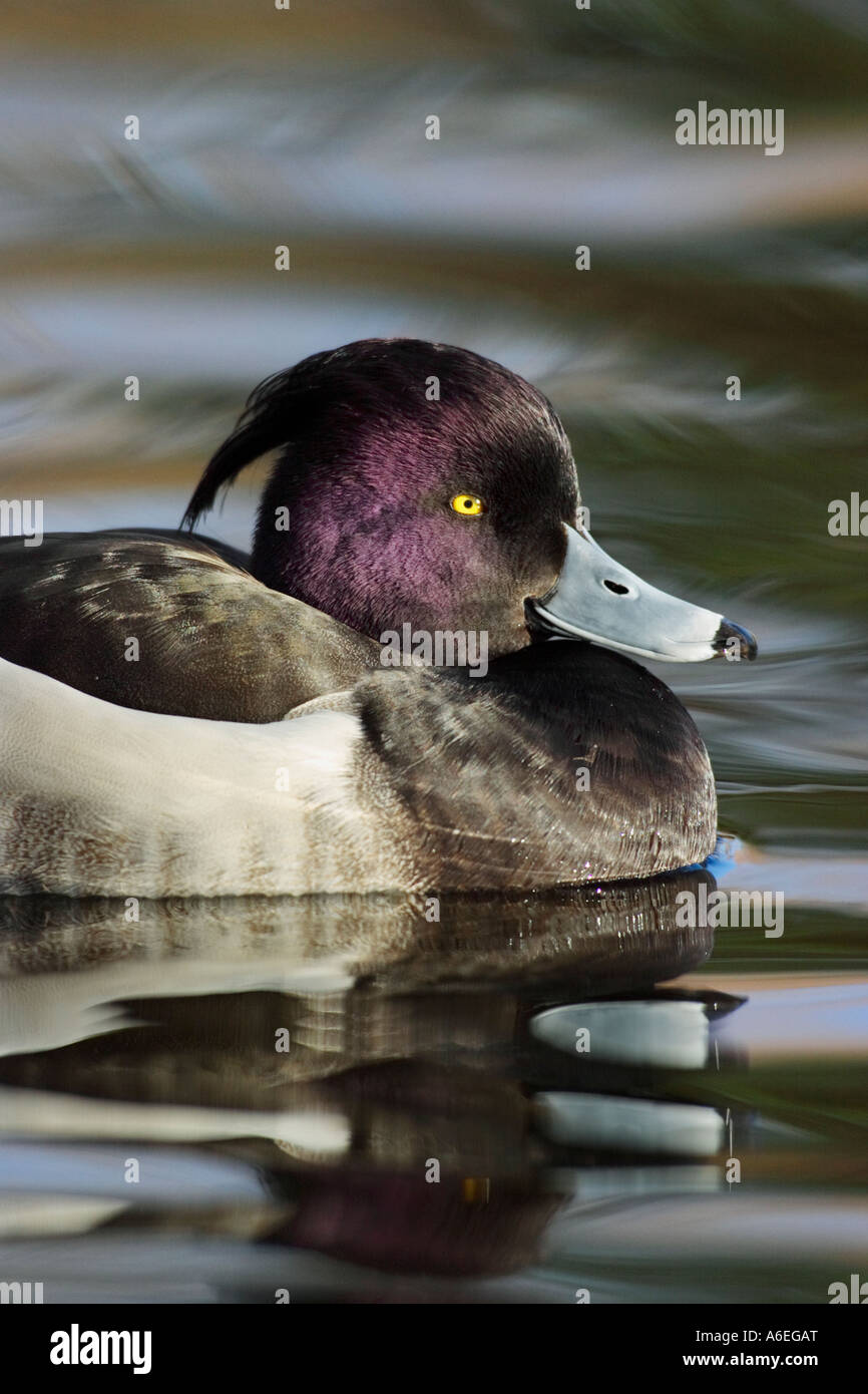 Male Tufted duck on pond rare visitor from Old World Aythya fuligula ...