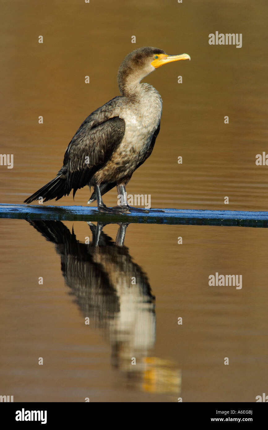 Double crested cormorant standing on plank with reflection in lake ...