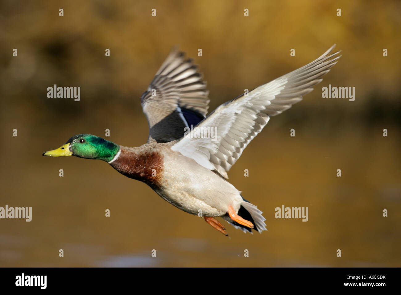 Mallard Drake Flying