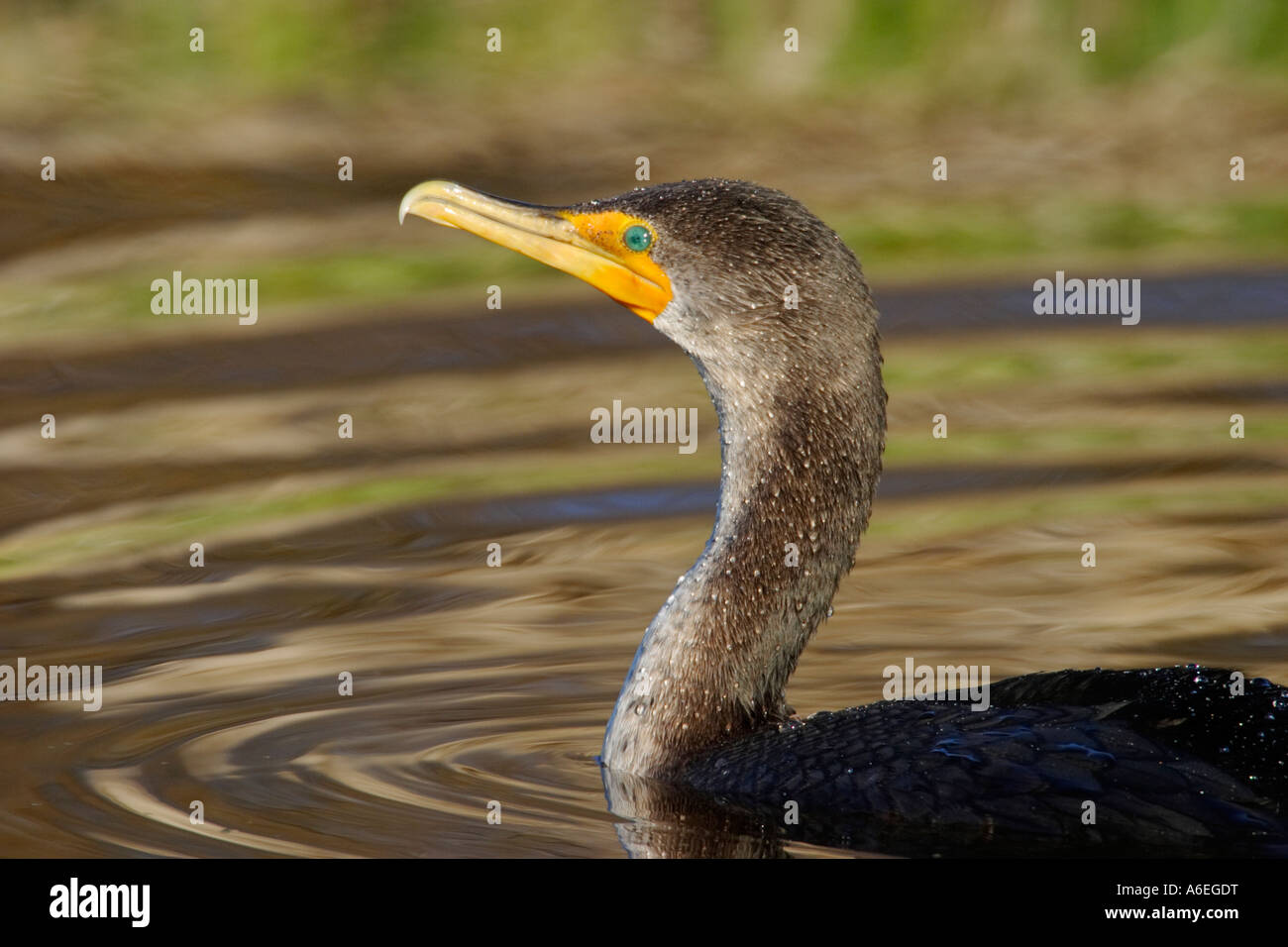 Double crested cormorants hi-res stock photography and images - Alamy
