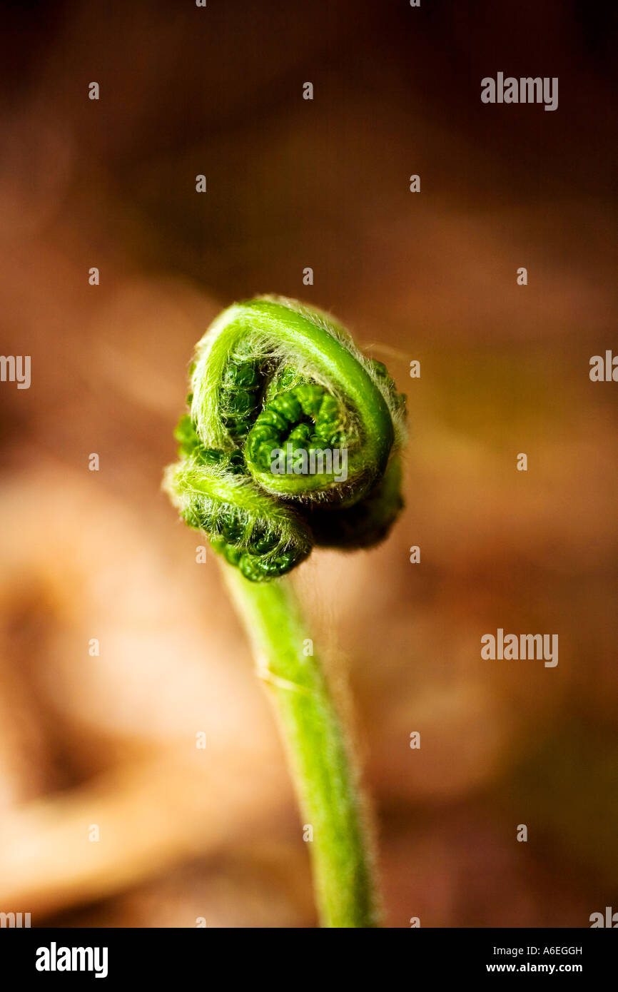 A fern branch opening in a Hawaii forest Stock Photo - Alamy