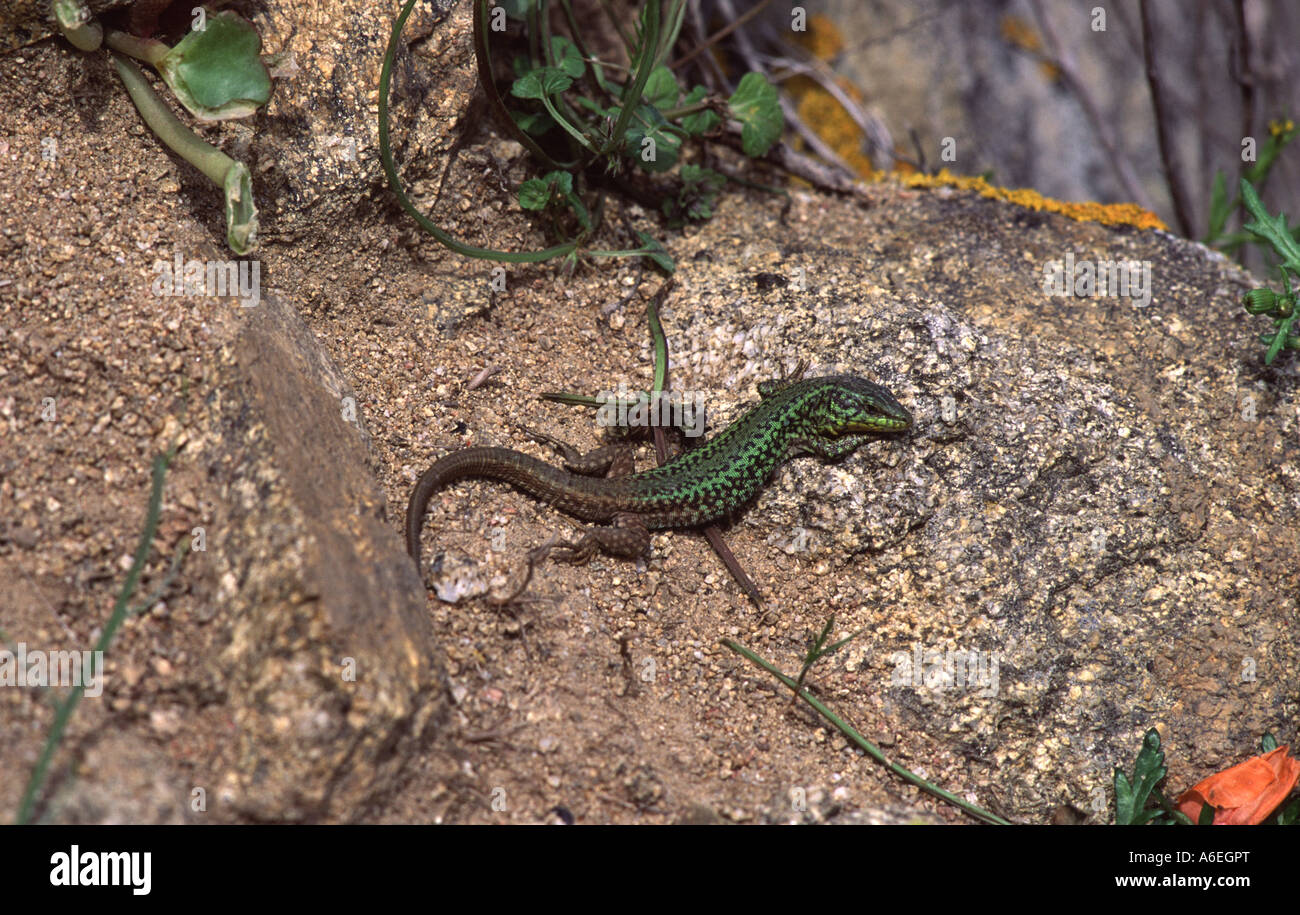 Balkan Wall Lizard. Podarcis taurica. Greece Stock Photo - Alamy