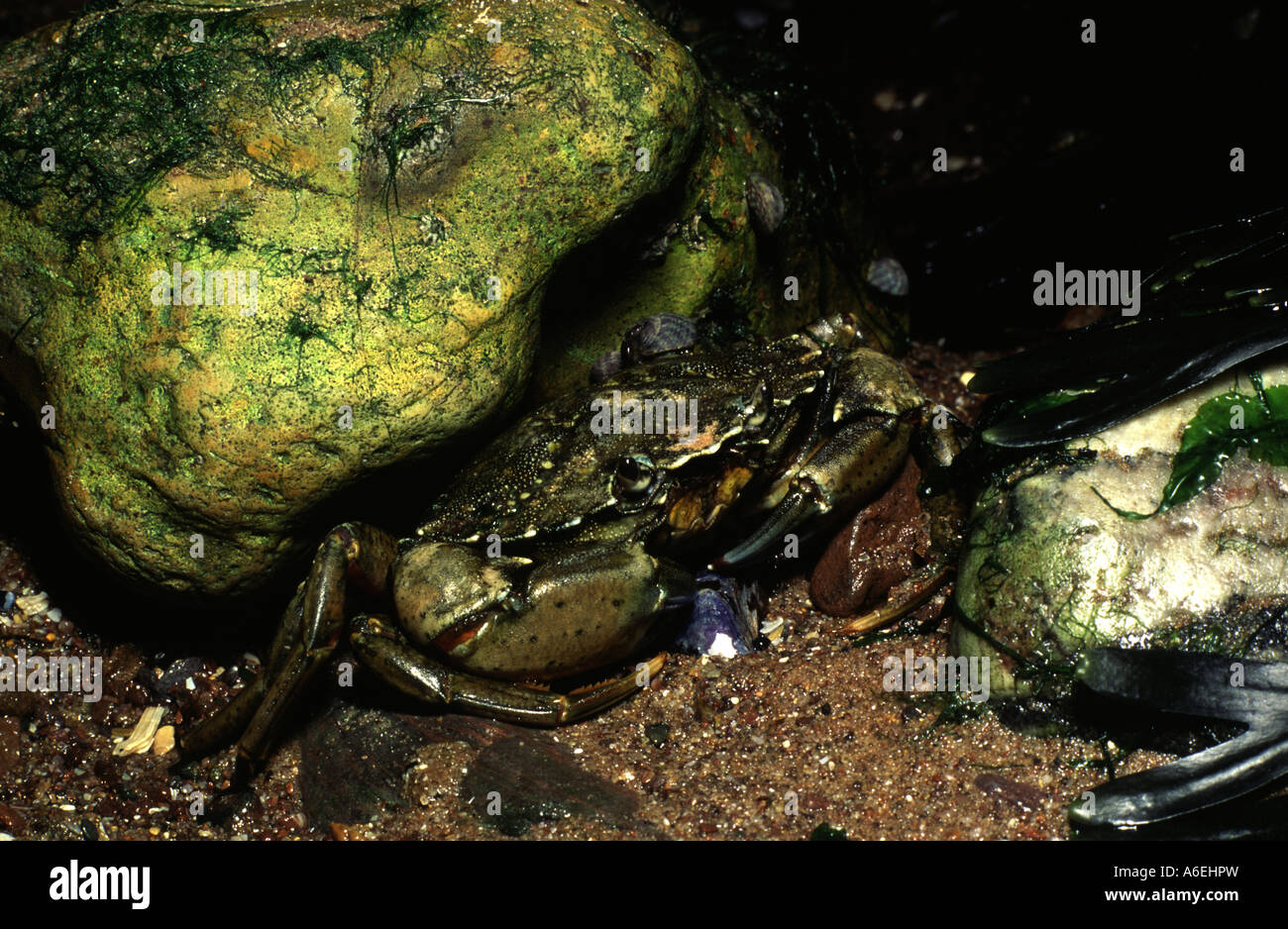 Common Shore Crab. Carcinus maenas. Devon England Stock Photo - Alamy
