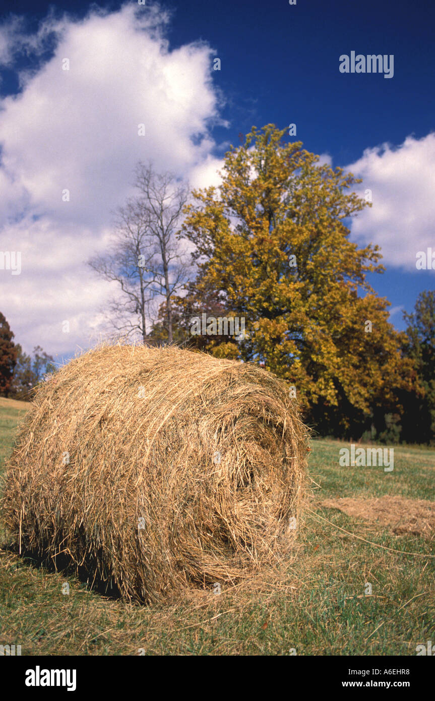 Fall Colors tree field pasture Stock Photo - Alamy
