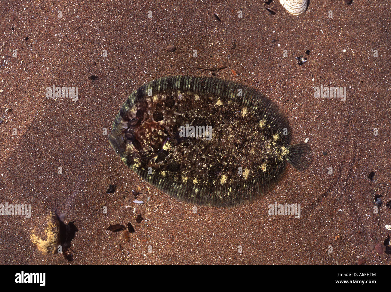 Topknot flatfish hi-res stock photography and images - Alamy