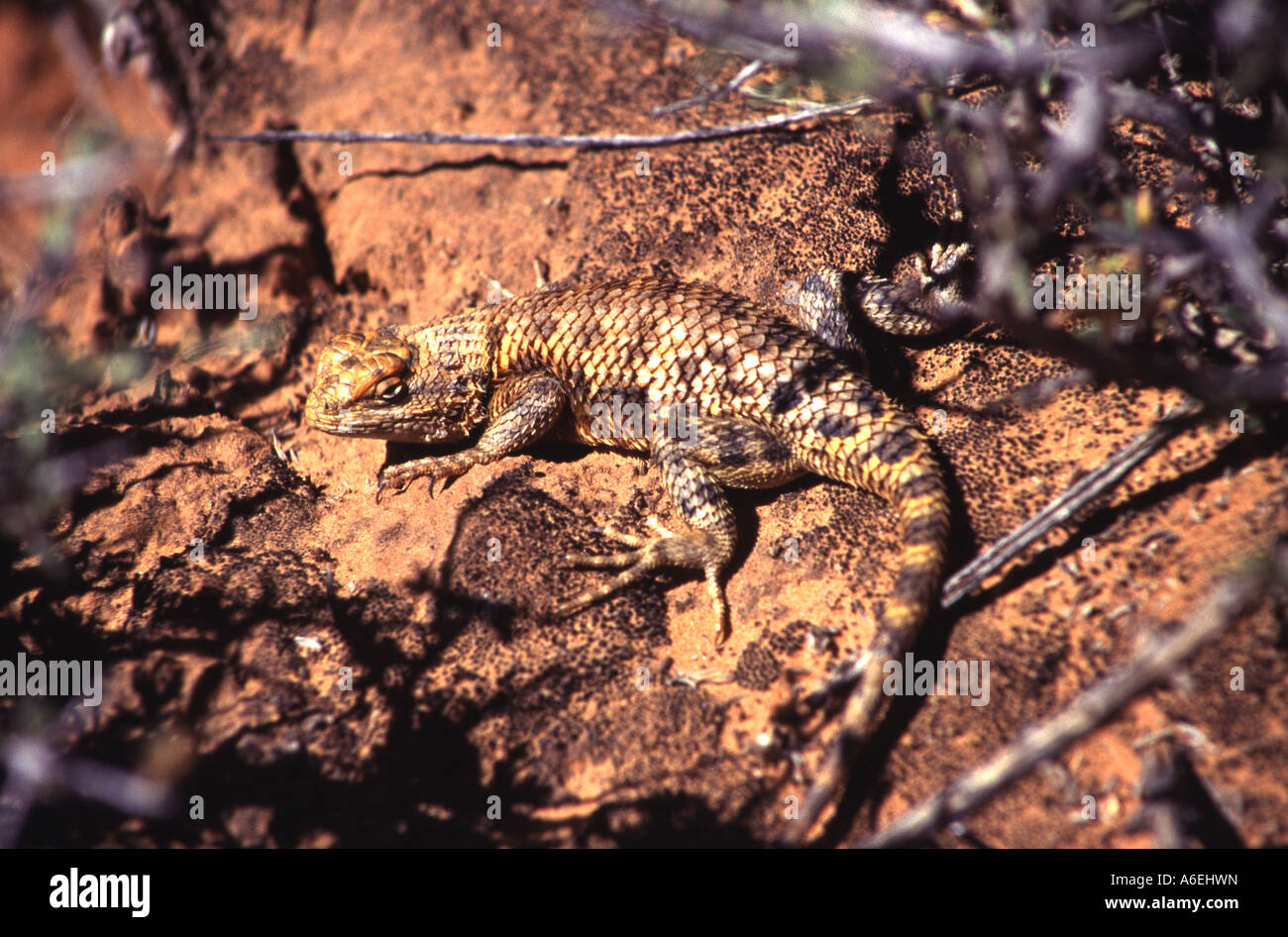 Yellow Backed Spiny Lizard. Sceloporus magister uniformis. USA Stock ...