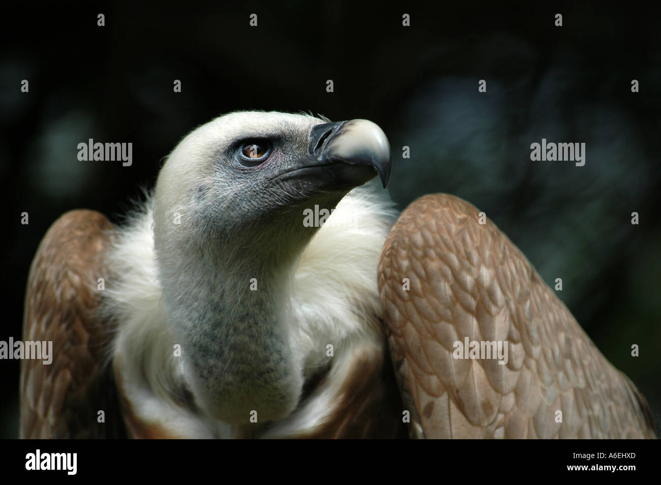 Gyps himalayensis portrait hi-res stock photography and images - Alamy