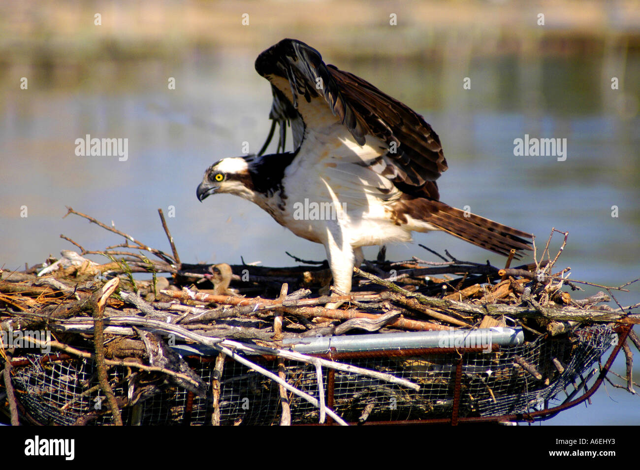 north american osprey fish hawk Stock Photo - Alamy
