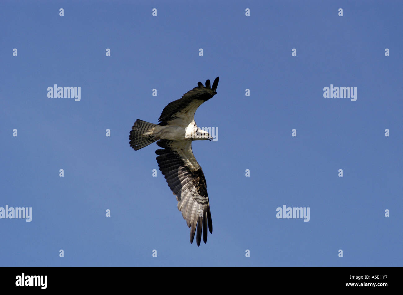 north american osprey fish hawk Stock Photo - Alamy