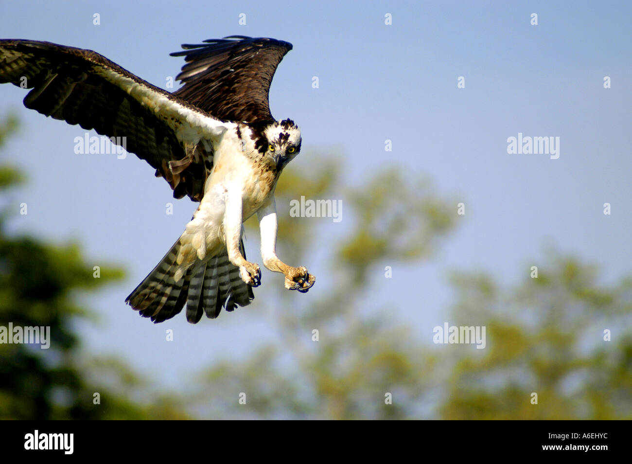 north american osprey fish hawk Stock Photo - Alamy