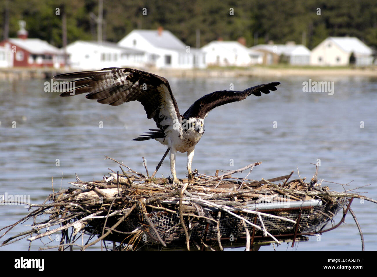 North american hawk hi-res stock photography and images - Alamy
