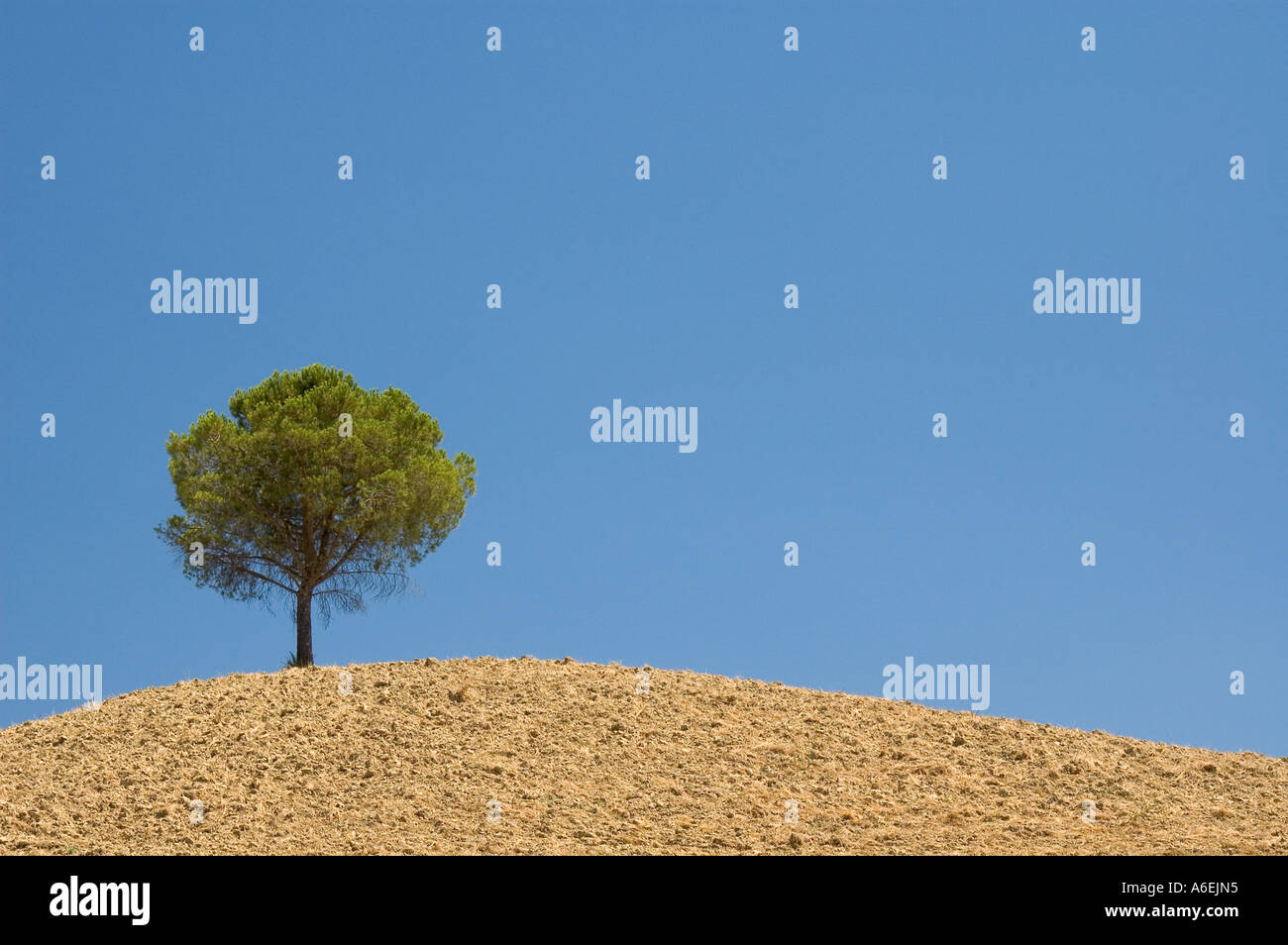 Pine on a hill, Crete, Tuscany, Italy Stock Photo - Alamy