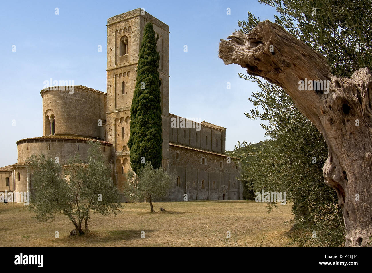 Olive trees in front of the Abbey of San Antimo, Tuscany, Italy Stock ...