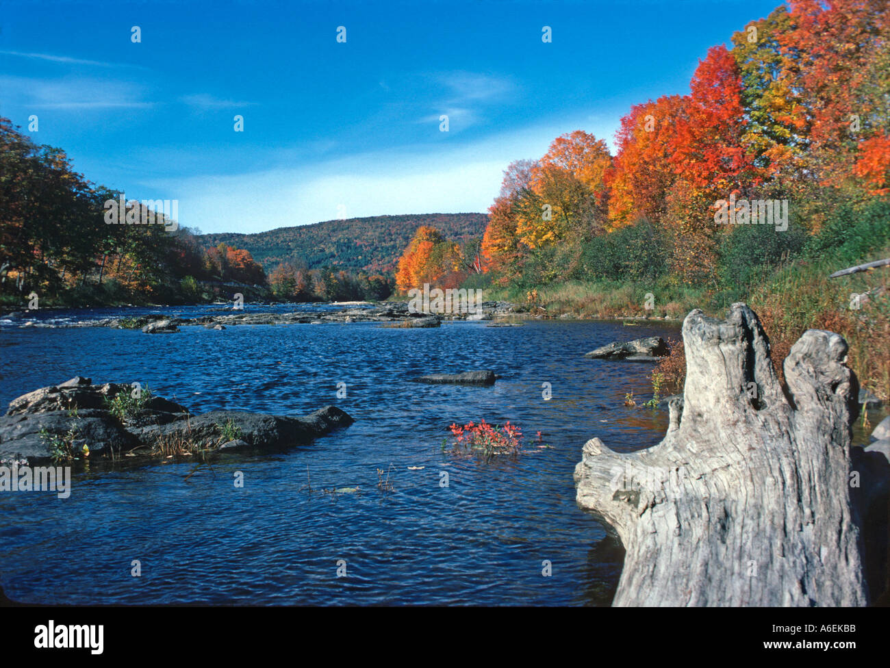 "Autumn colors in deciduous forest, river, Vermont Stock Photo - Alamy