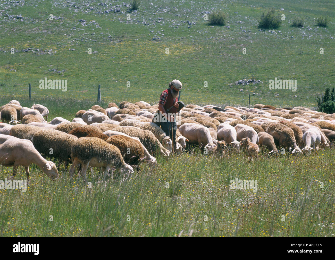 Traditional shepherd Cevennes France Stock Photo - Alamy