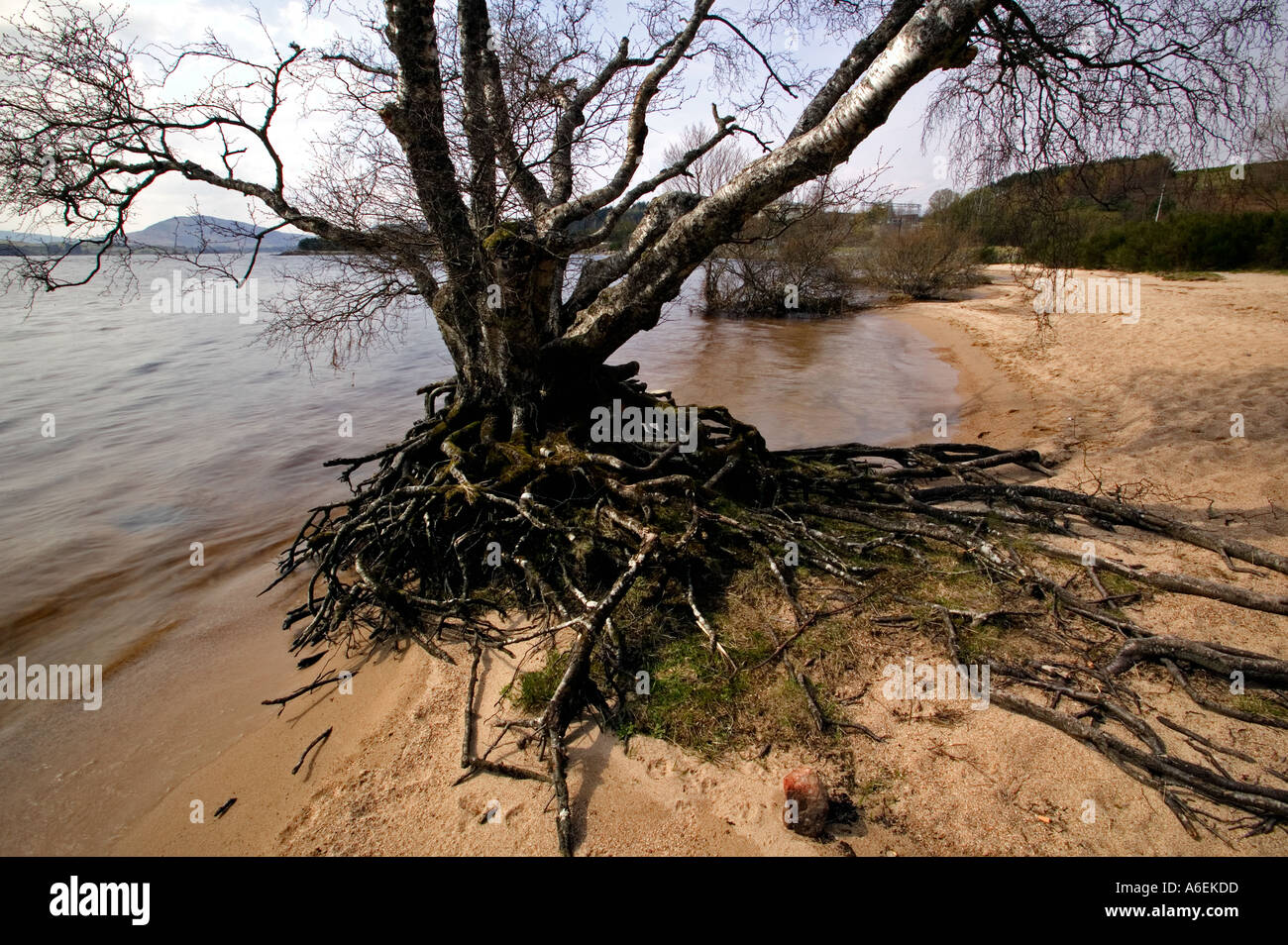 Tree roots water edge hi-res stock photography and images - Alamy