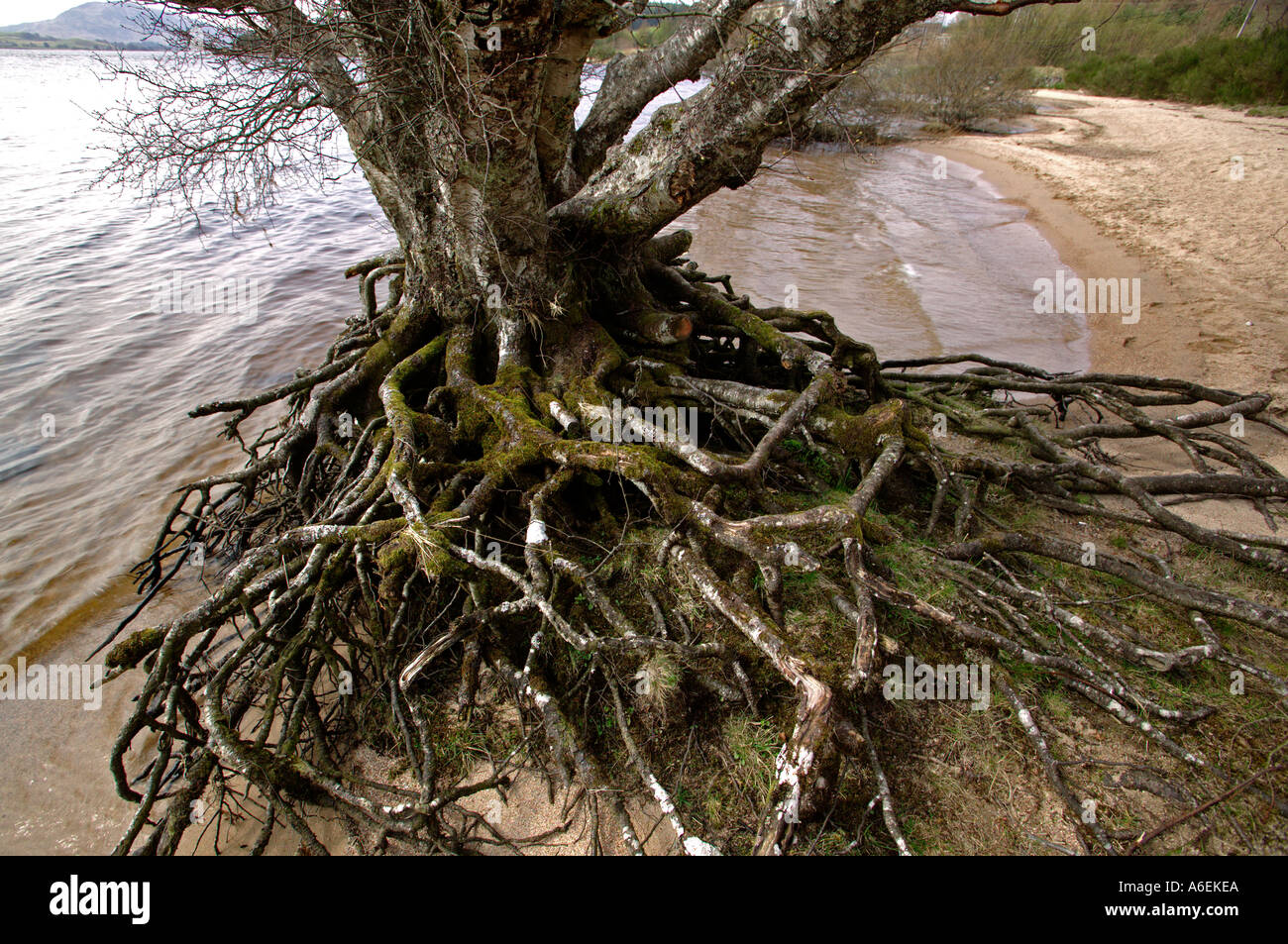 Scottish roots hi-res stock photography and images - Alamy