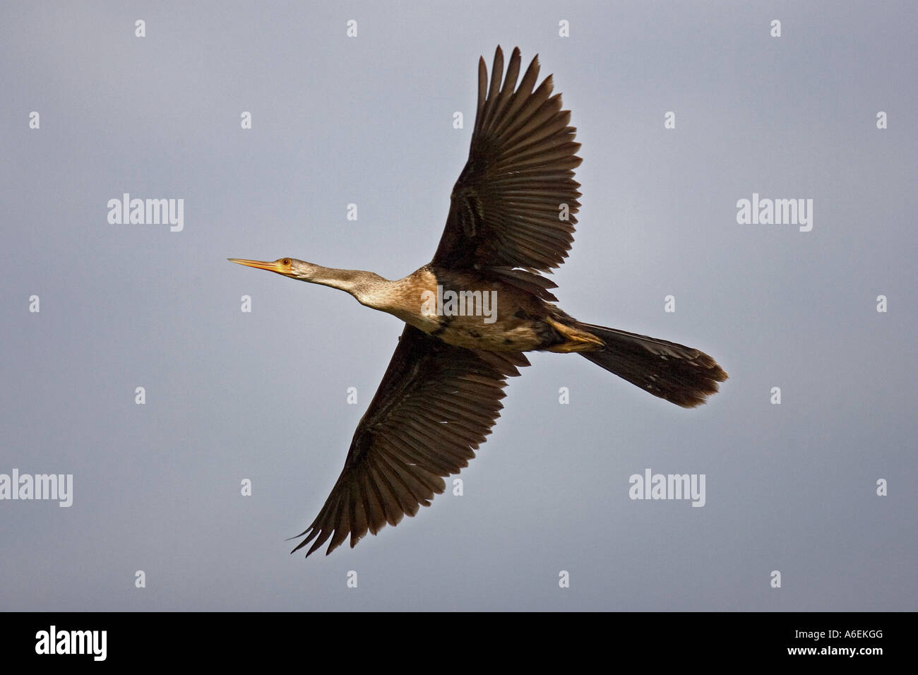 American Anhinga in flight Stock Photo - Alamy