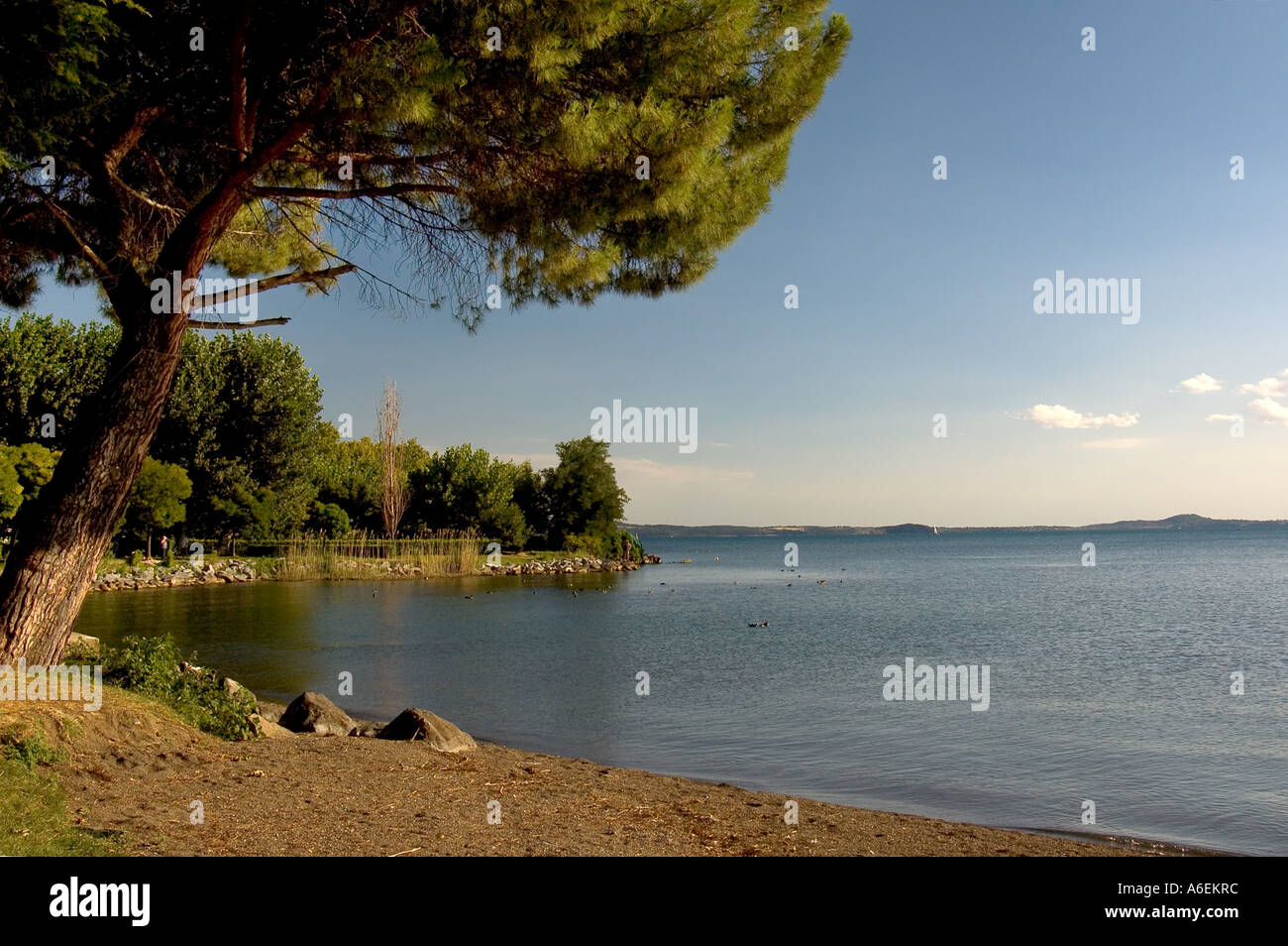 Pine at beach of the Lago di Bolsena, Latium, Italy Stock Photo - Alamy
