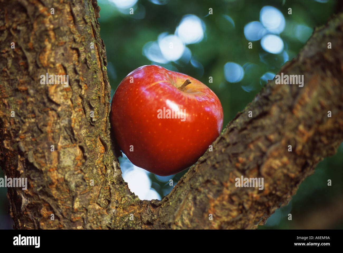 Red apple in a tree hi-res stock photography and images - Alamy