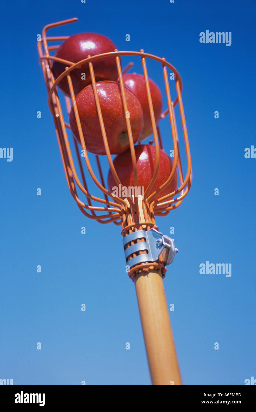 Apple picker pole hi-res stock photography and images - Alamy