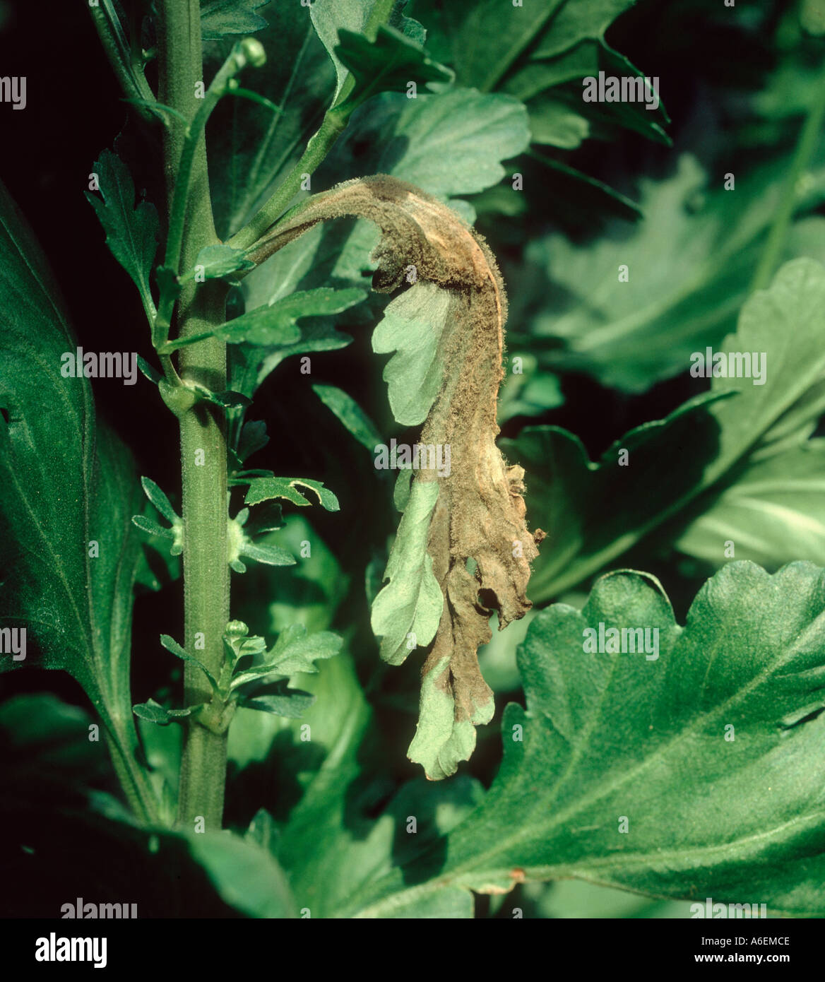 Grey mould Botrytis cinerea on chrysanthemum leaf Stock Photo - Alamy