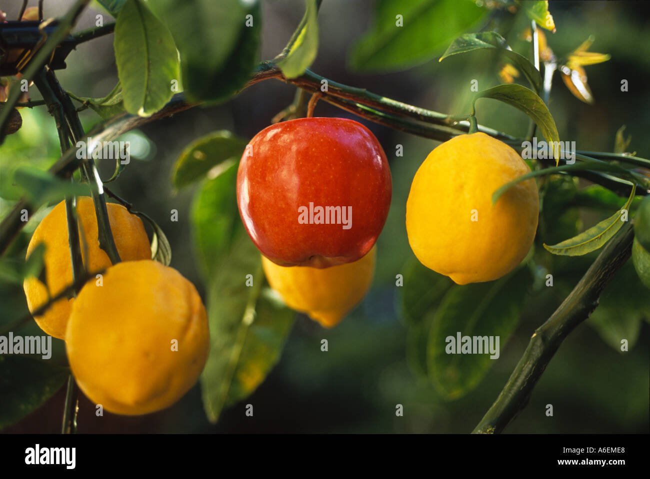 "One red apple growing on lemon tree, 4 lemons Stock Photo - Alamy