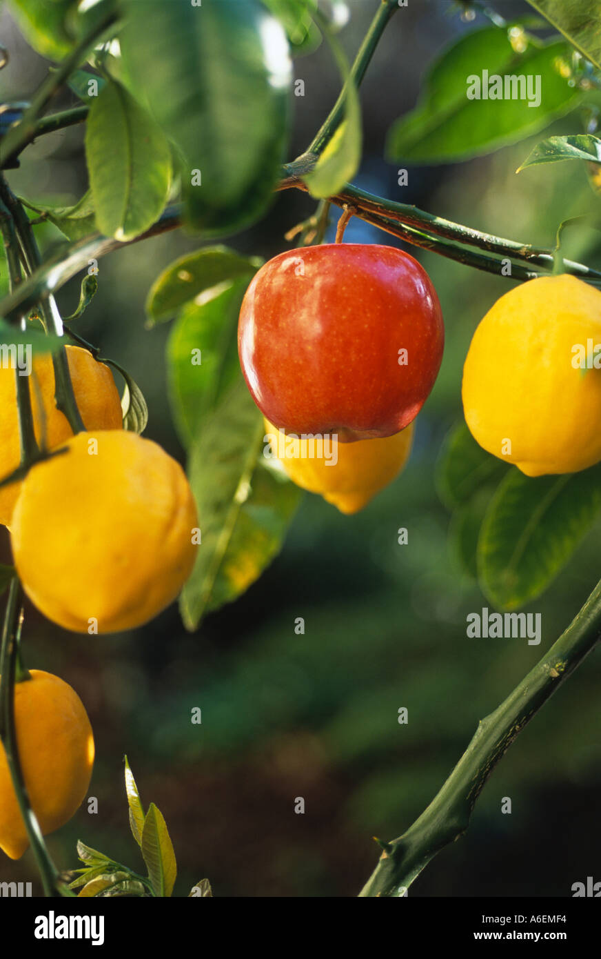 "One red apple growing on lemon tree, 5 lemons Stock Photo - Alamy