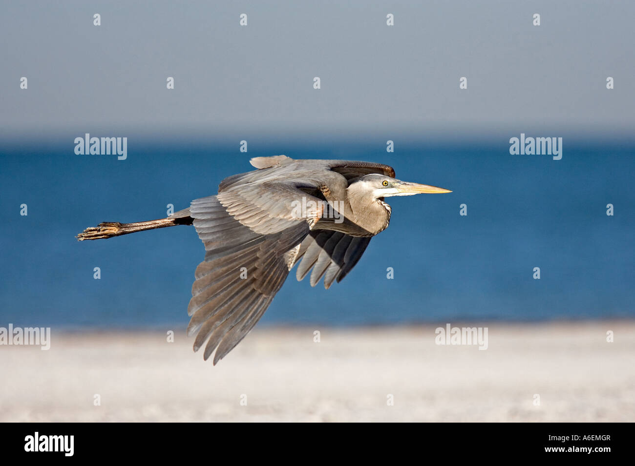 Great Blue Heron in flight Stock Photo - Alamy