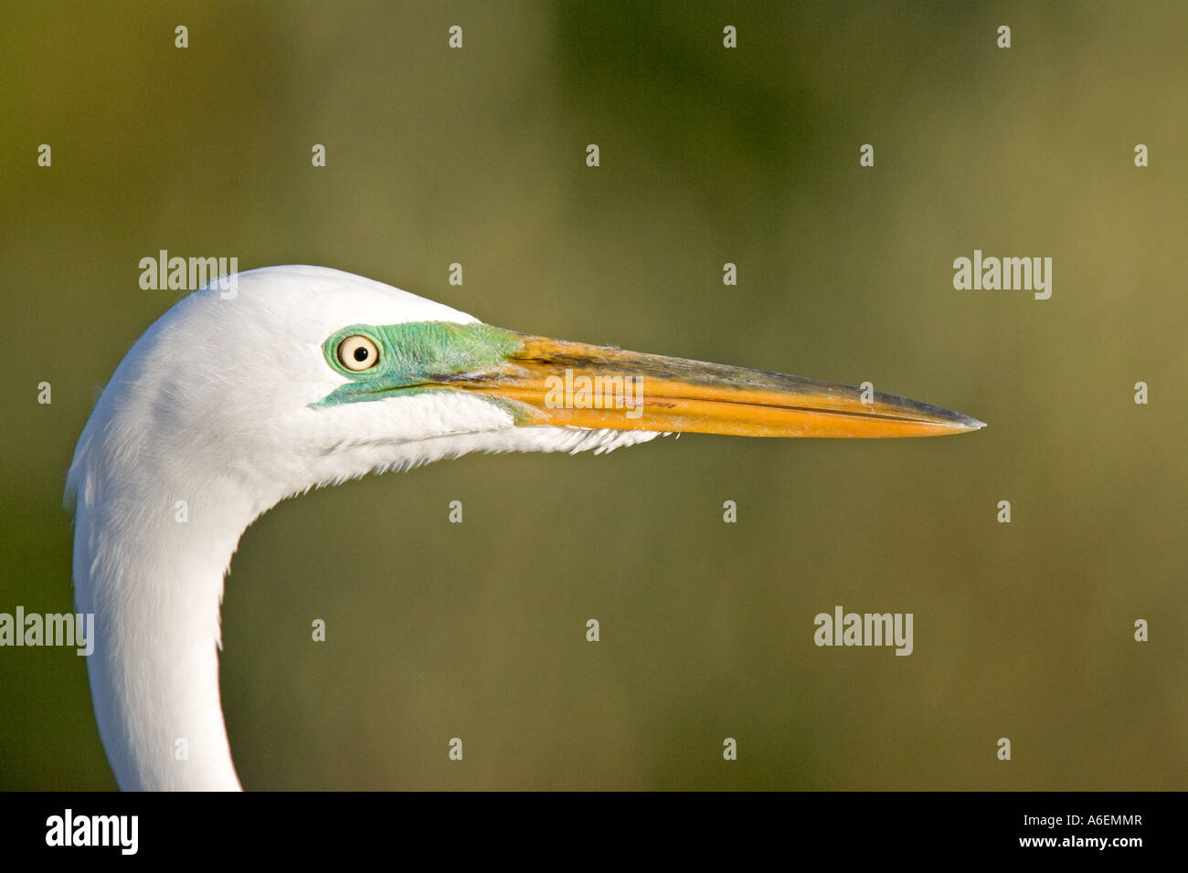 Great Egret in close-up Stock Photo - Alamy
