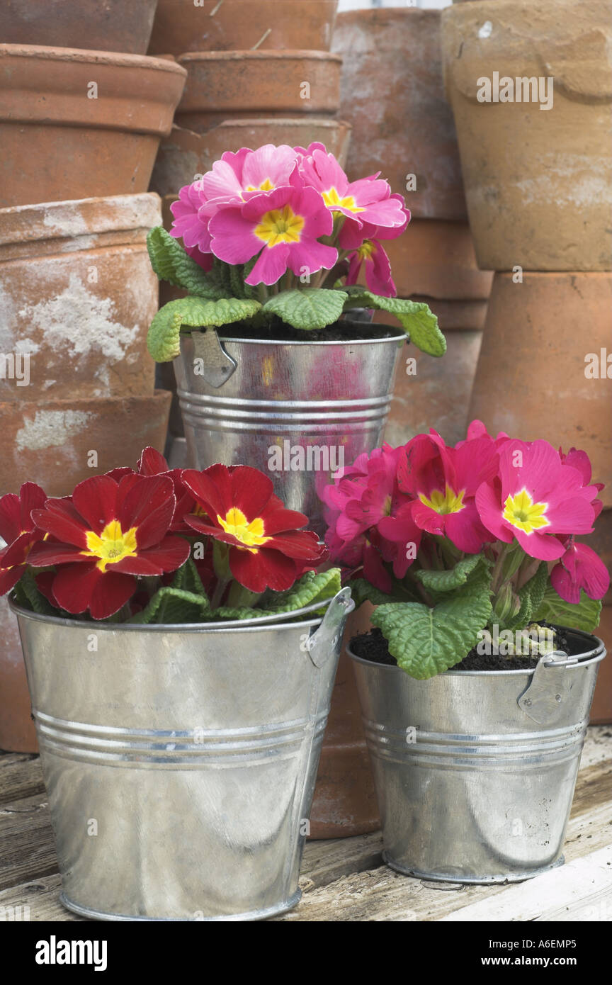 Primulas and Polyanthus planted in decorative buckets with terracotta ...
